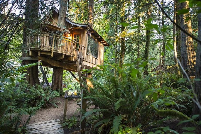 Incredible Tree House Community - Looney Nature